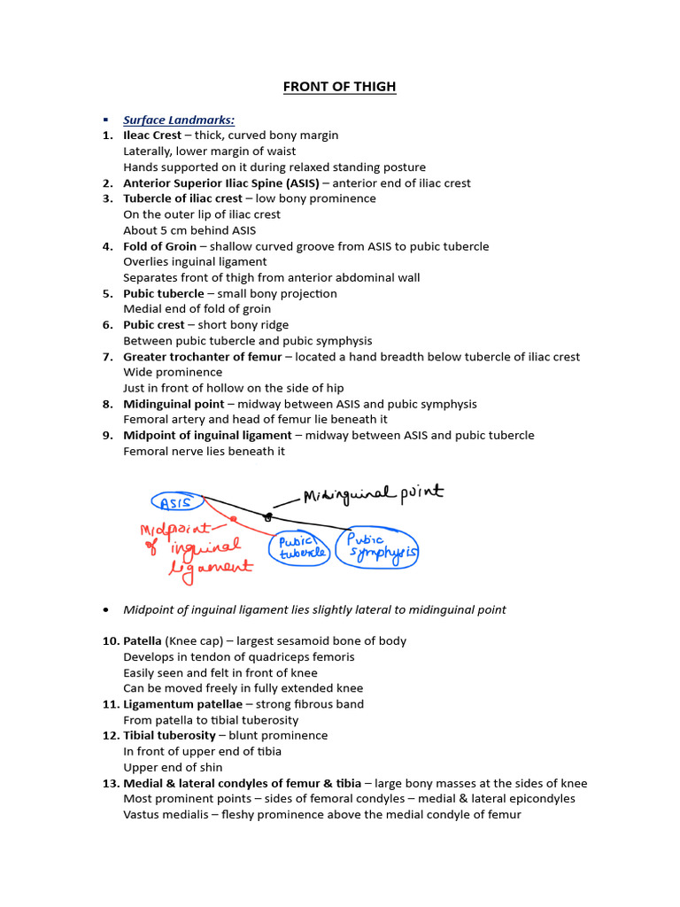 FRONT OF THIGH Notes Part1 | PDF | Human Leg | Knee