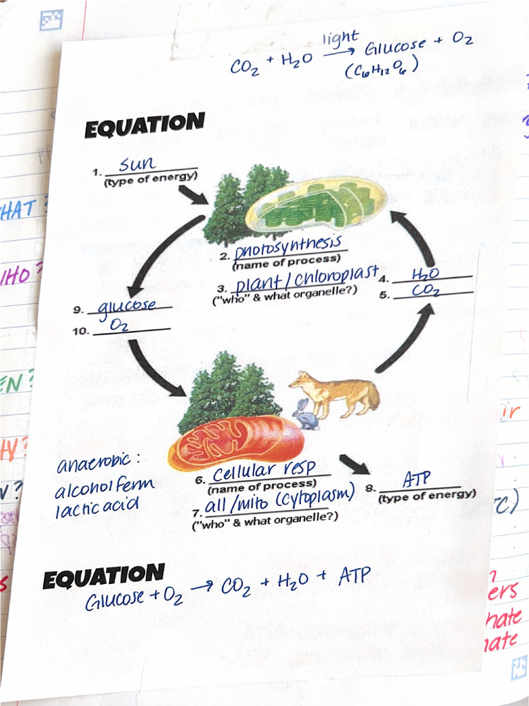 Photosynthesis Notes | PDF