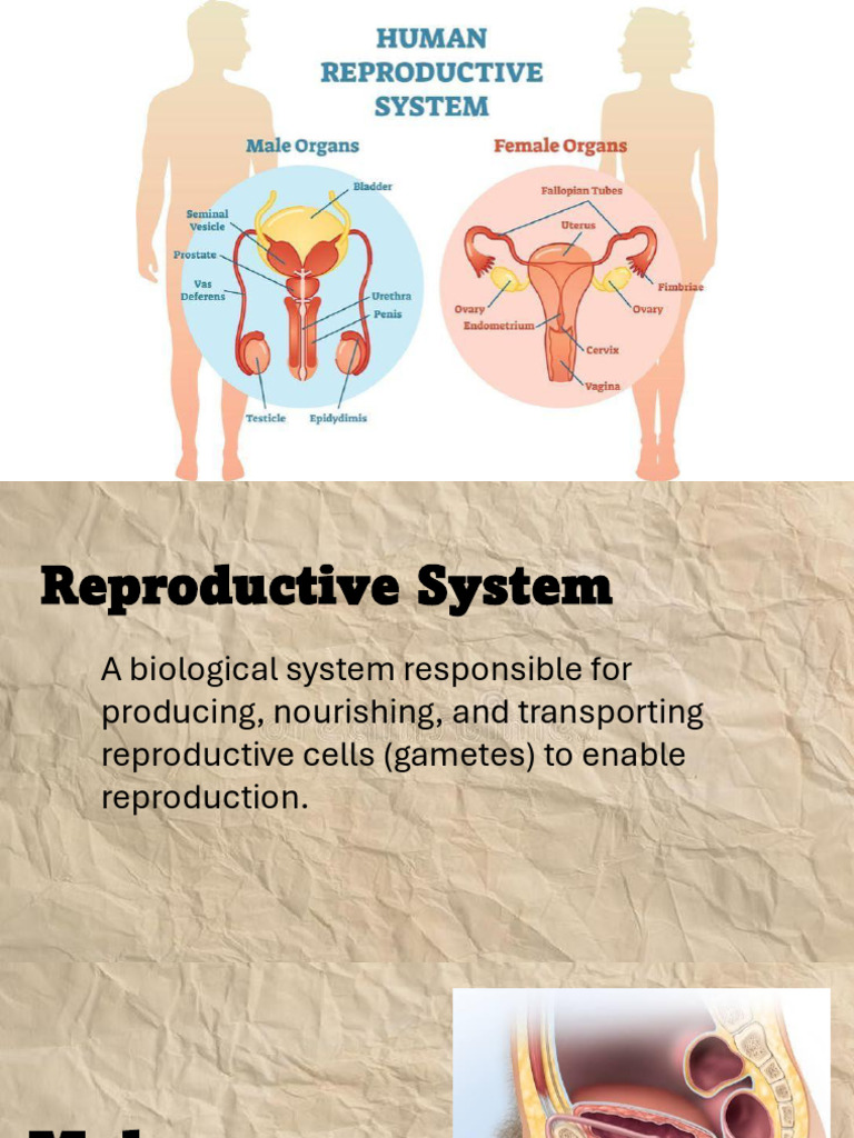 Male-Reproductive-System-Lesson-1 (1) | PDF | Luteinizing Hormone ...
