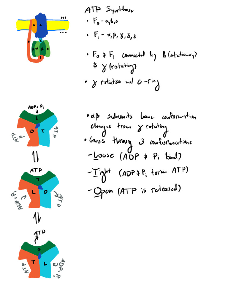 ATP Synthase Function | PDF