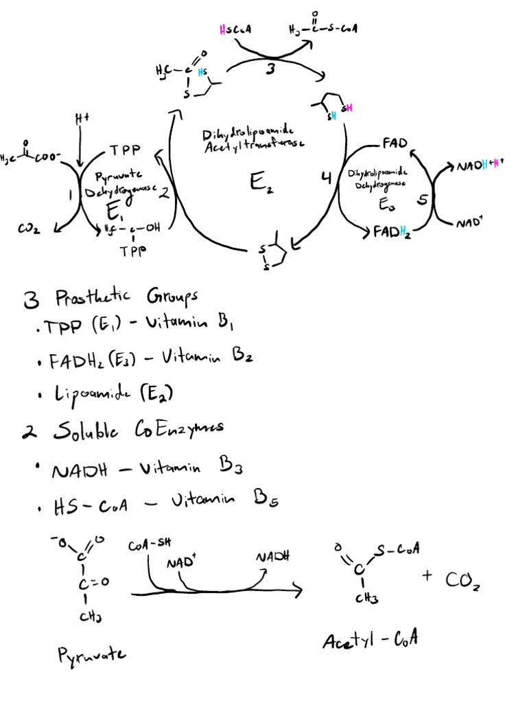 Pyruvate Dehydrogenase Complex | PDF | Cofactor (Biochemistry) | Proteins