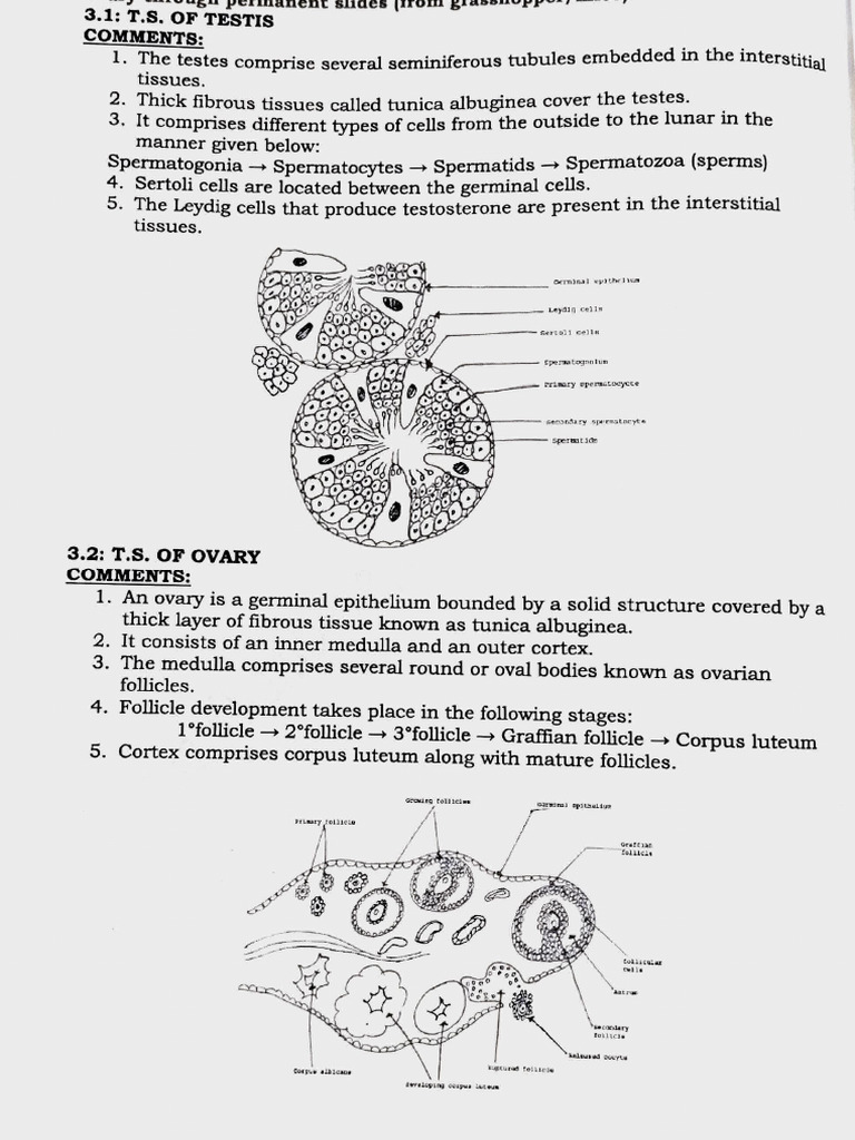 Testis and Ovary Transverse Sections | PDF | Testicle | Ovary