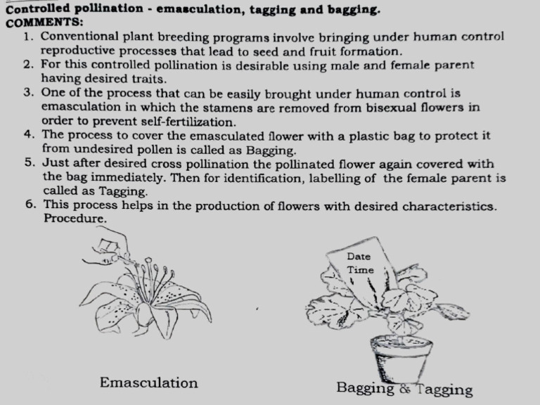 Emasculation, Bagging and Tagging | PDF