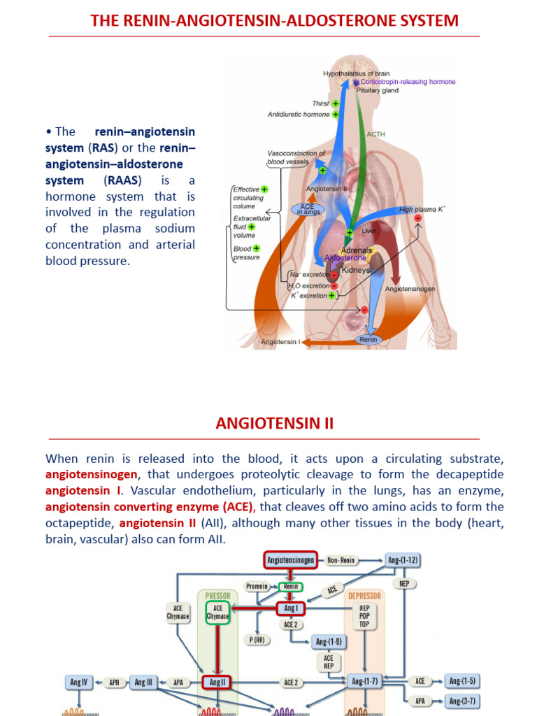 1b-raa-system | PDF | Angiotensin | Cardiovascular System