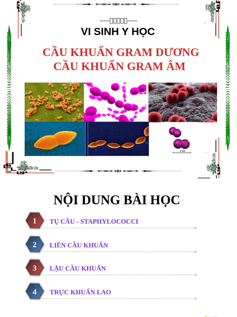 Bài 7. CẦU KHUẨN GRAM ÂM GRAM DƯƠNG | PDF
