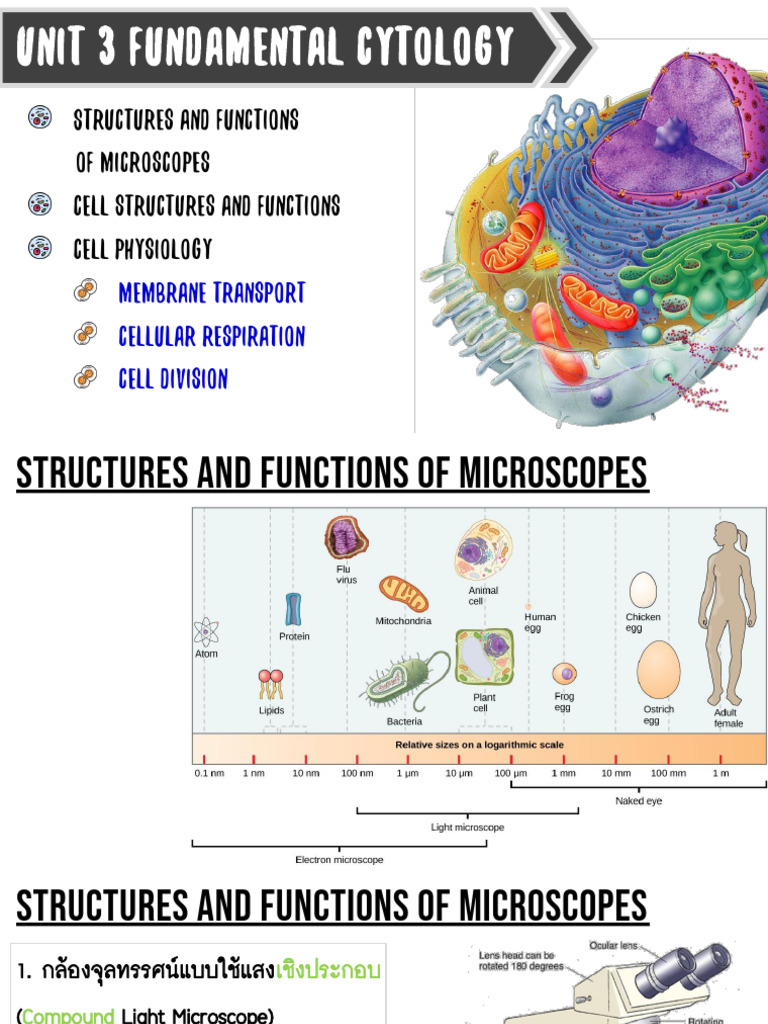 Unit3 - FundamentalCytology | PDF