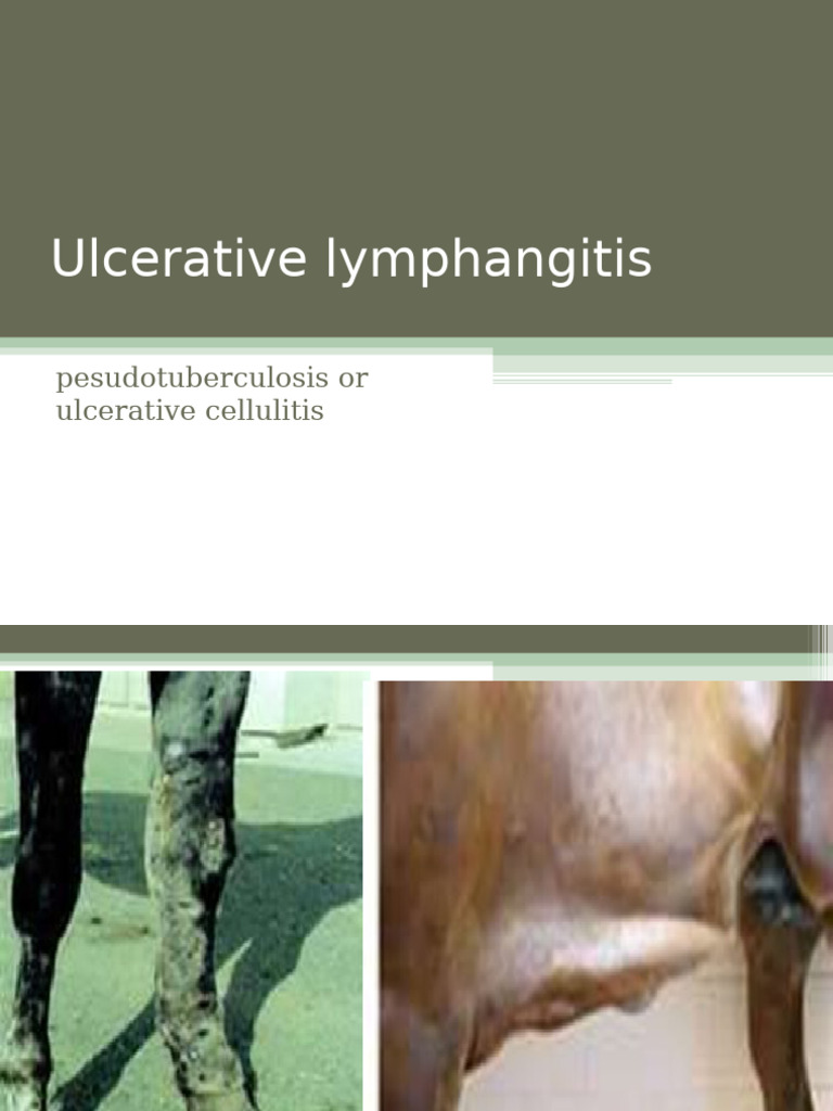 Ulcerative Lymphangitis | PDF | Infection | Diseases And Disorders