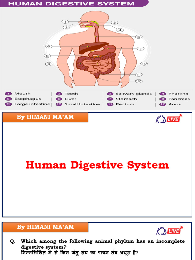 Human Digestive System MCQs 20240213085109 | PDF
