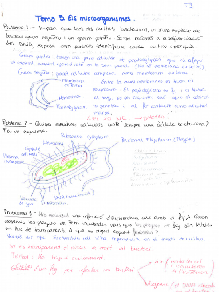 15 - Tema 3. Els Microorganismes | PDF