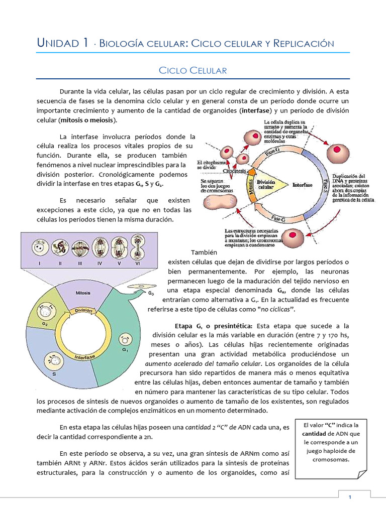 Ciclo Celular y Mitosis | PDF | Mitosis | Mitosis