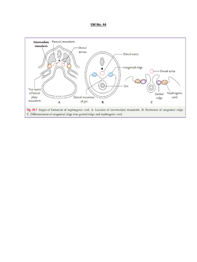 Development of GUT Embryology Model Anatomy | PDF