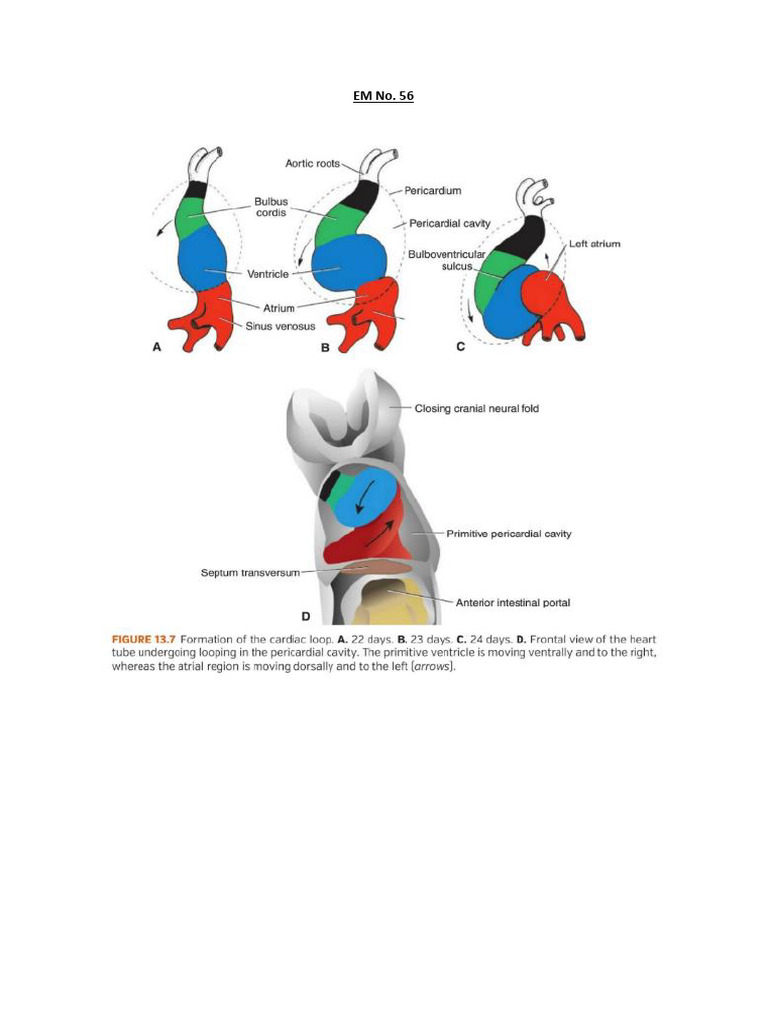 CVS Langman Embryology Model Anatomy | PDF
