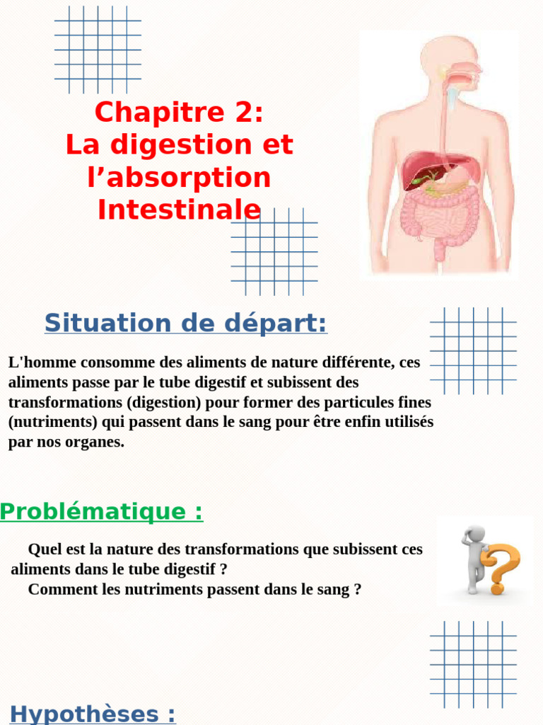 Chapitre 2 - La Digestion Et L'absorption Intestinale | PDF | Estomac ...