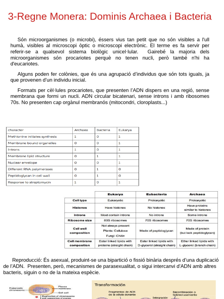 Unitat 7 Larbre de La Vida | PDF