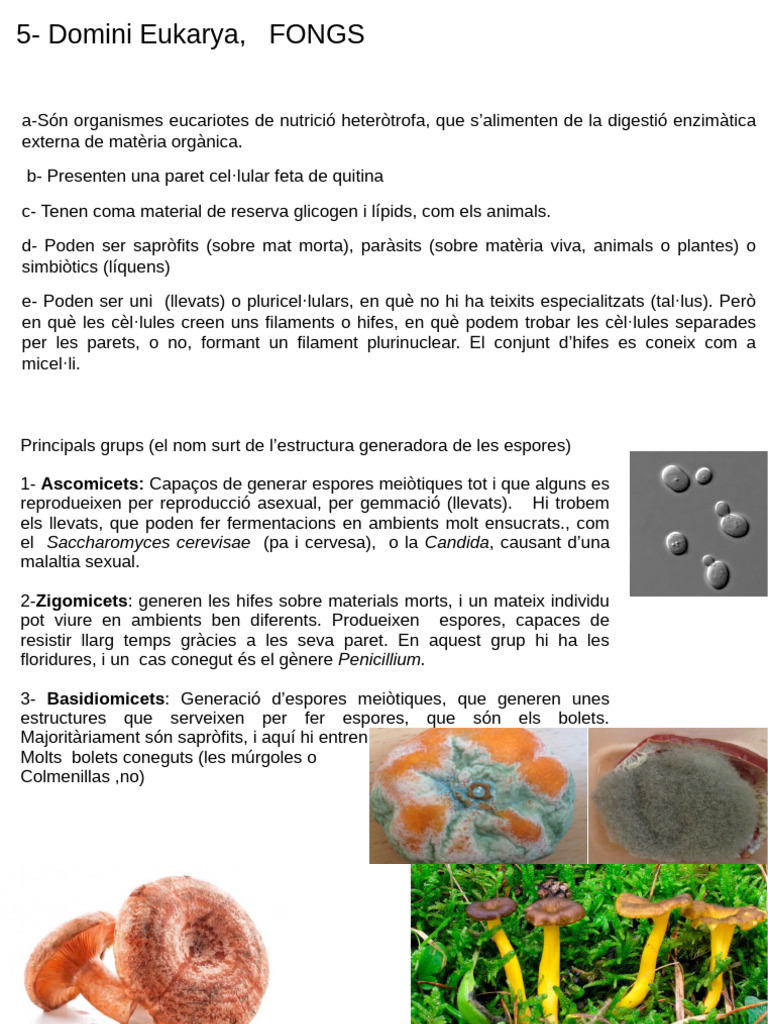 Fongs | PDF