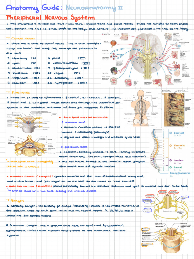 Anatomy - Neuroanatomy (PERIPHERAL) | PDF | Nerve | Visual System