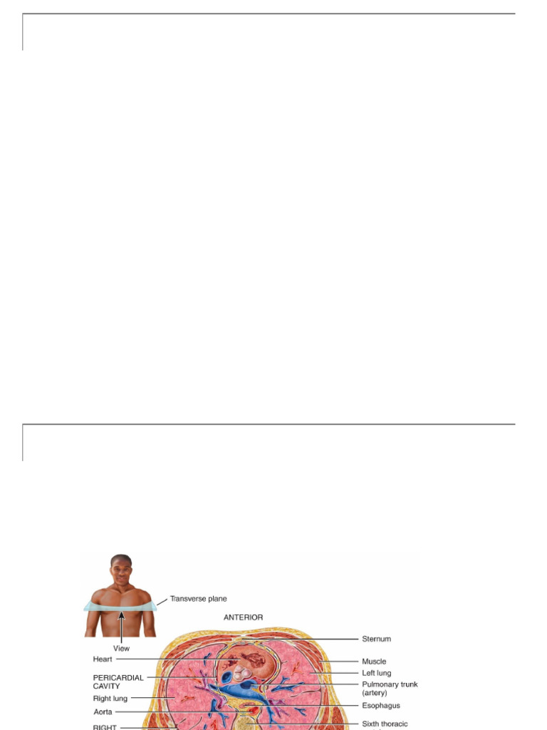 Materi Sistem Kardiovaskuler Pada Manusia Dan Coh | PDF