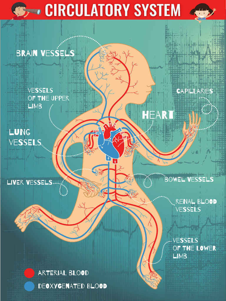 Circulatory System English | PDF