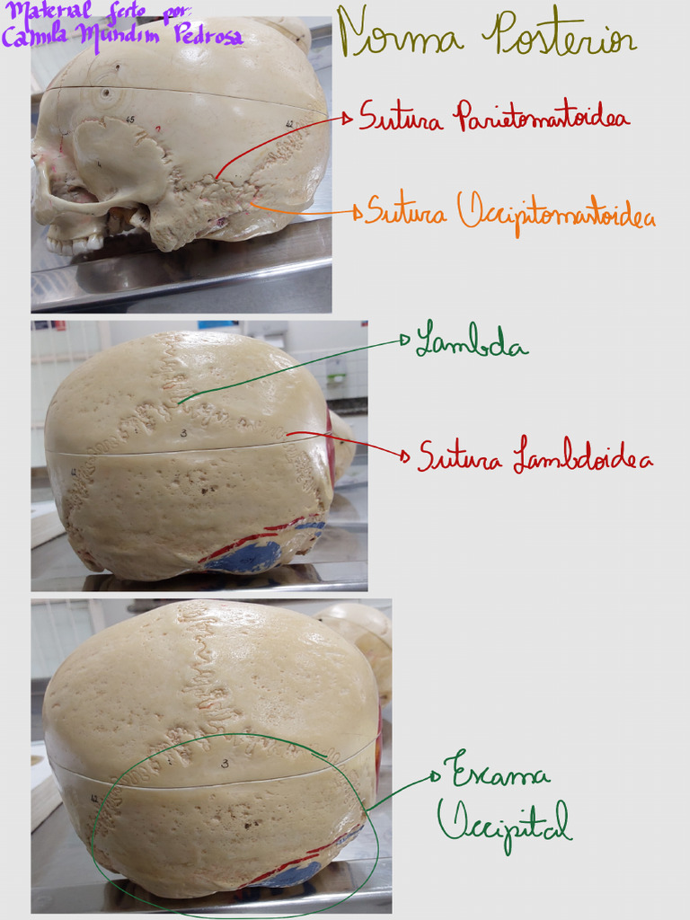 Norma Posterior Anatomia | PDF