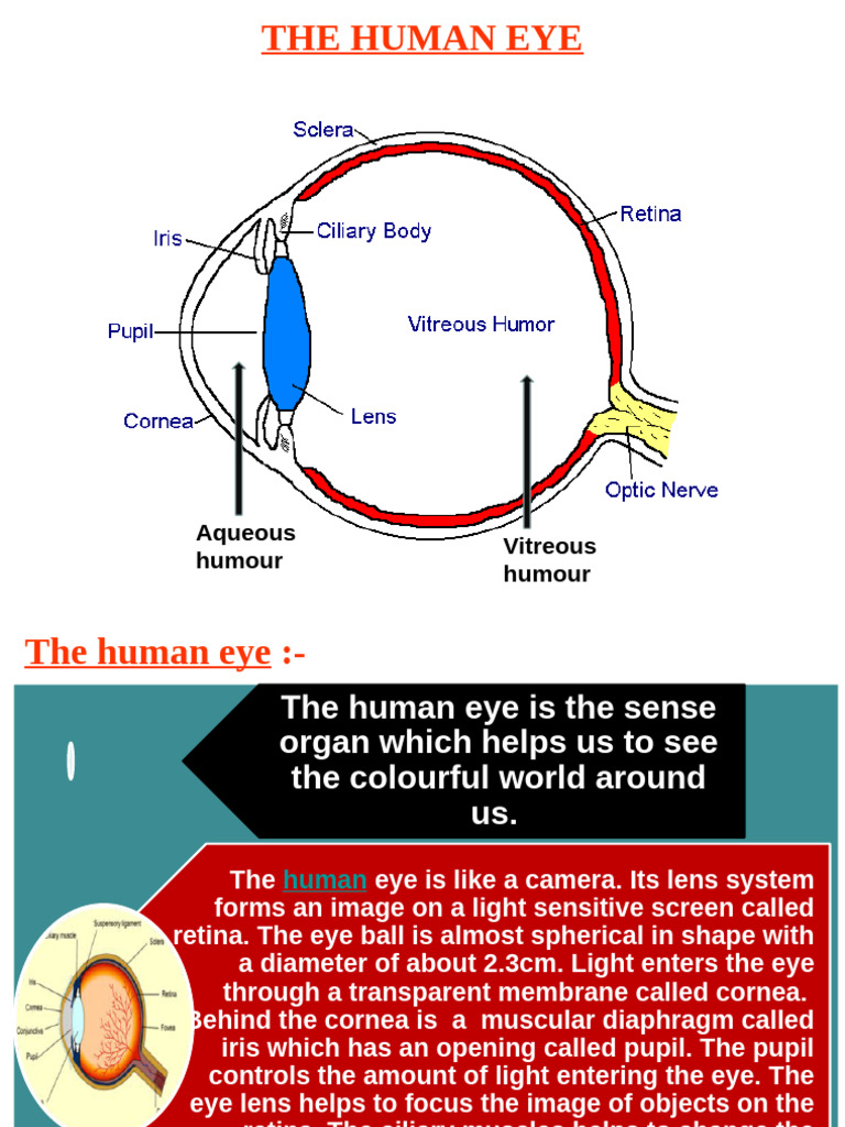 Structure and Function of the Human Eye | PDF | Eye | Sunset