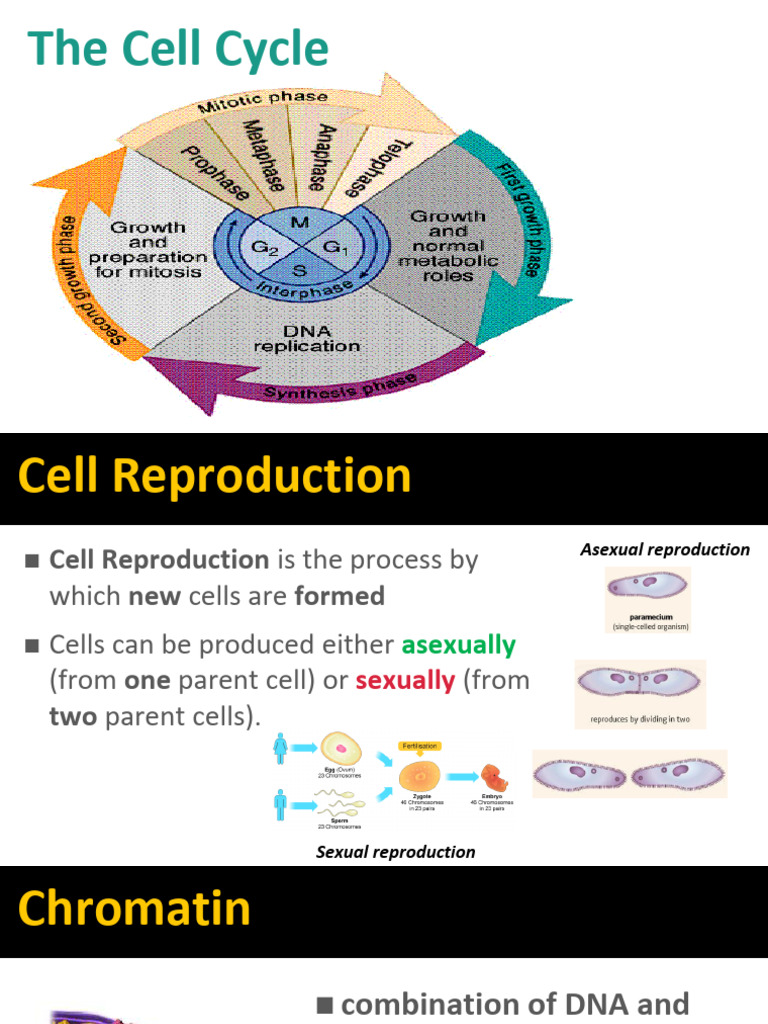 Slides - The Cell Cycle | PDF | Mitosis | Chromosome