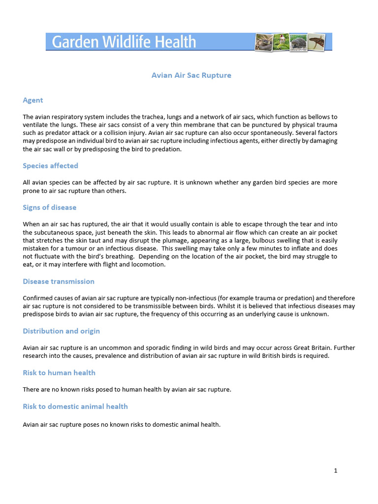 Avian Air Sac Rupture Factsheet GWH | PDF | Birds | Lung