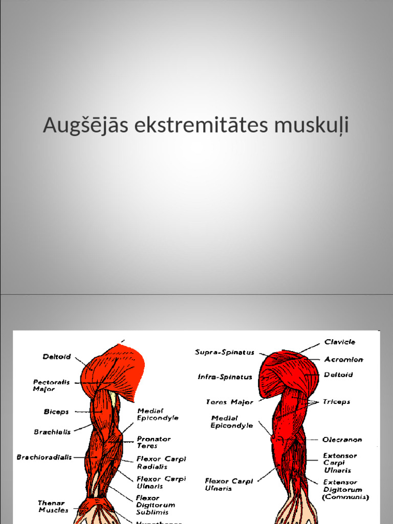 7 ROKA Muskuli | PDF