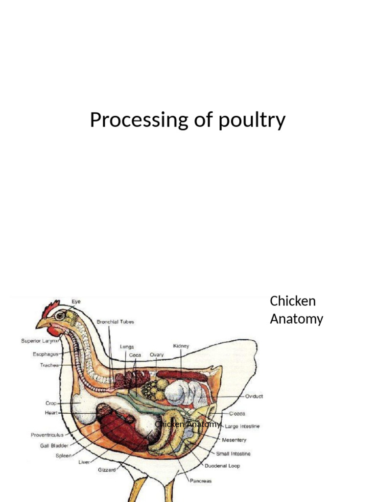 Processing of Chickens | PDF | Poultry | Chicken
