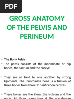 Anatomy Of The Pelvis Pdf Pelvis Vertebra