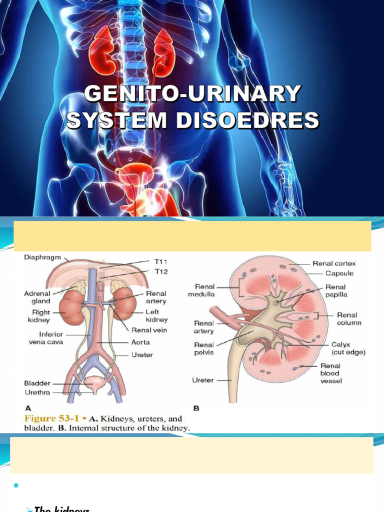 Genito Urinary | PDF | Urinary Tract Infection | Kidney