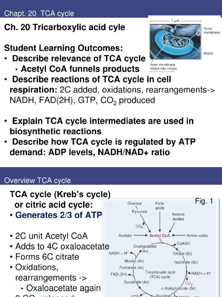 TCA Cycle. 1 | PDF