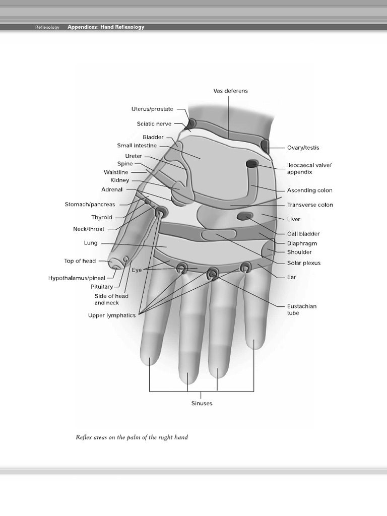 Reflex Points Hand | PDF