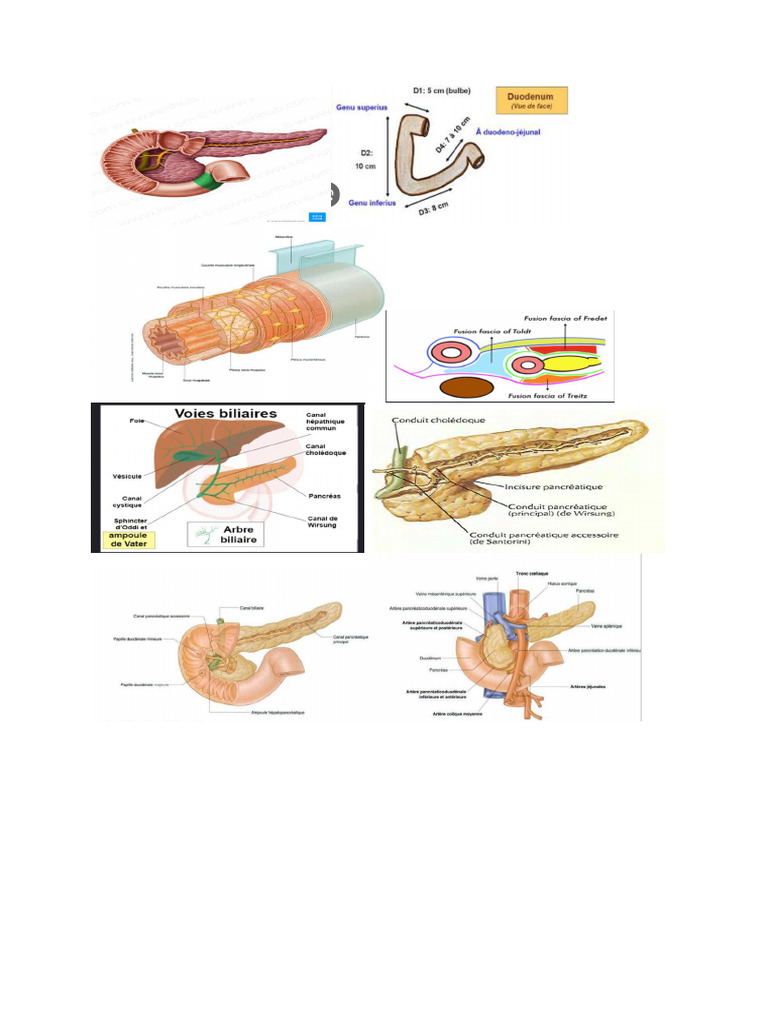 Duodeno Pancreas | PDF