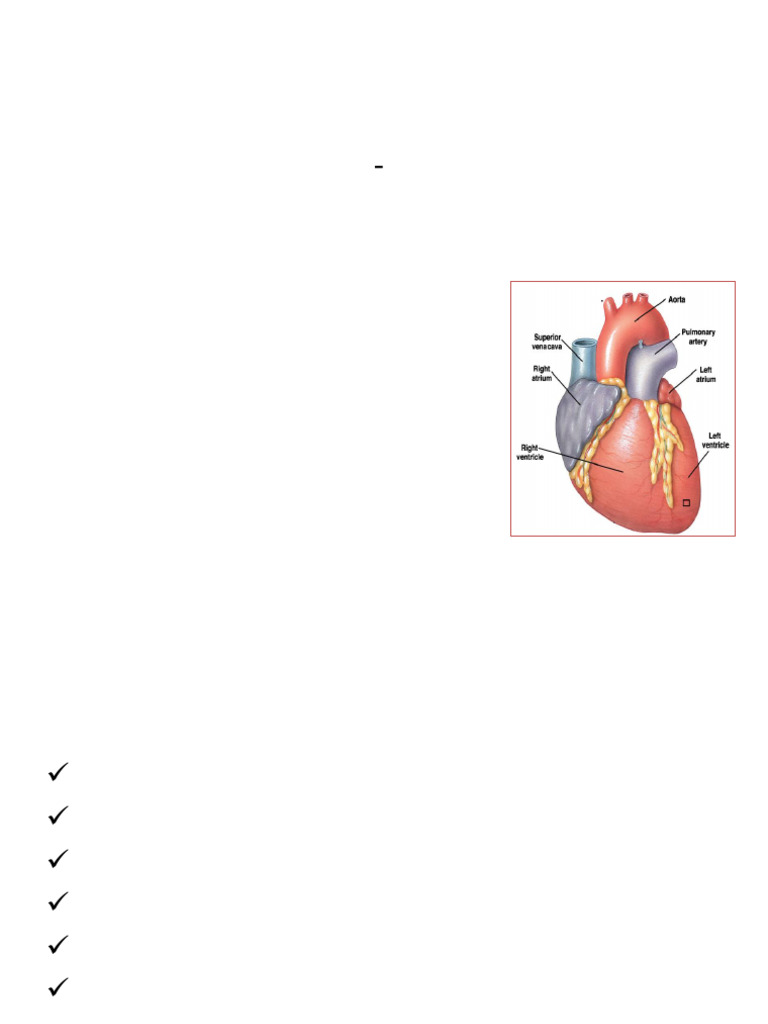 Heart Physiological Anatomy Pt.1&2 | PDF | Heart Valve | Ventricle (Heart)