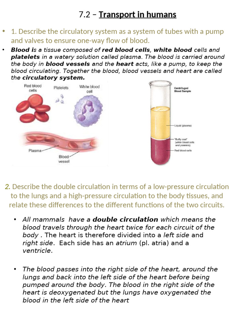 Transport in Mammals -Lesson 7.2 | PDF | Heart Valve | Heart