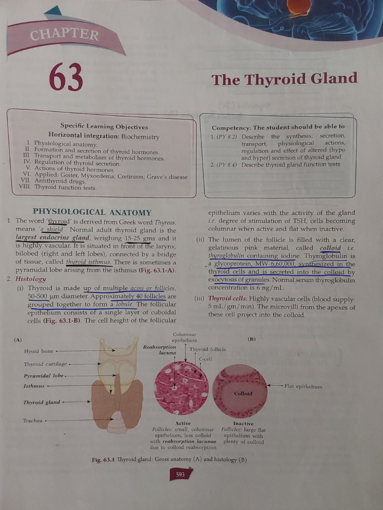 Endo Thyroid Gland | PDF | Thyroid Stimulating Hormone | Thyroid