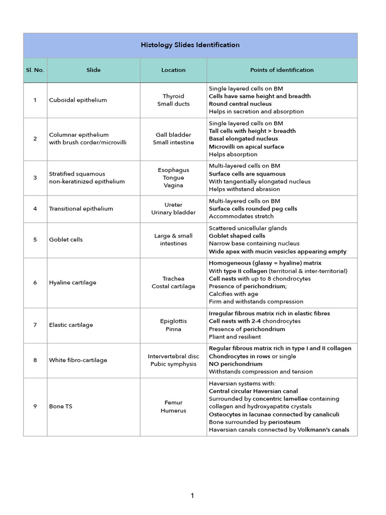 Histology Slides Identification | PDF | Lymph Node | Epithelium