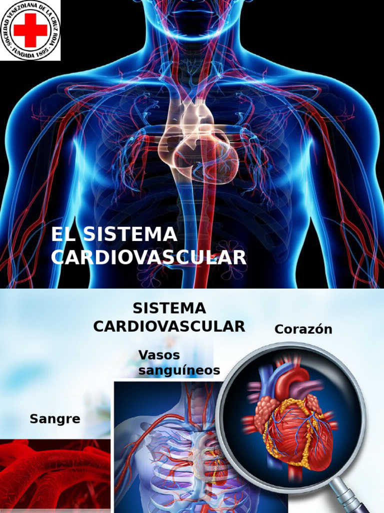 Sistema Cardiovascular | PDF | Sistema circulatorio | Corazón