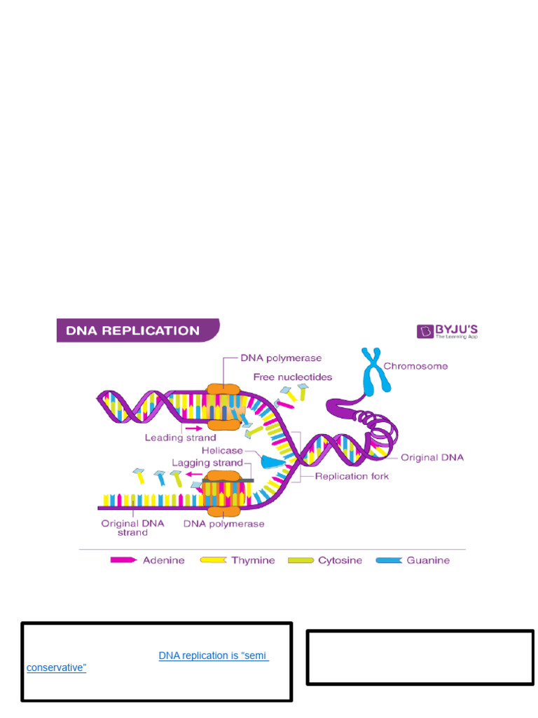 DNA REPLICATION 1.4 ( Part) | PDF | Dna Replication | Primer (Molecular Biology)