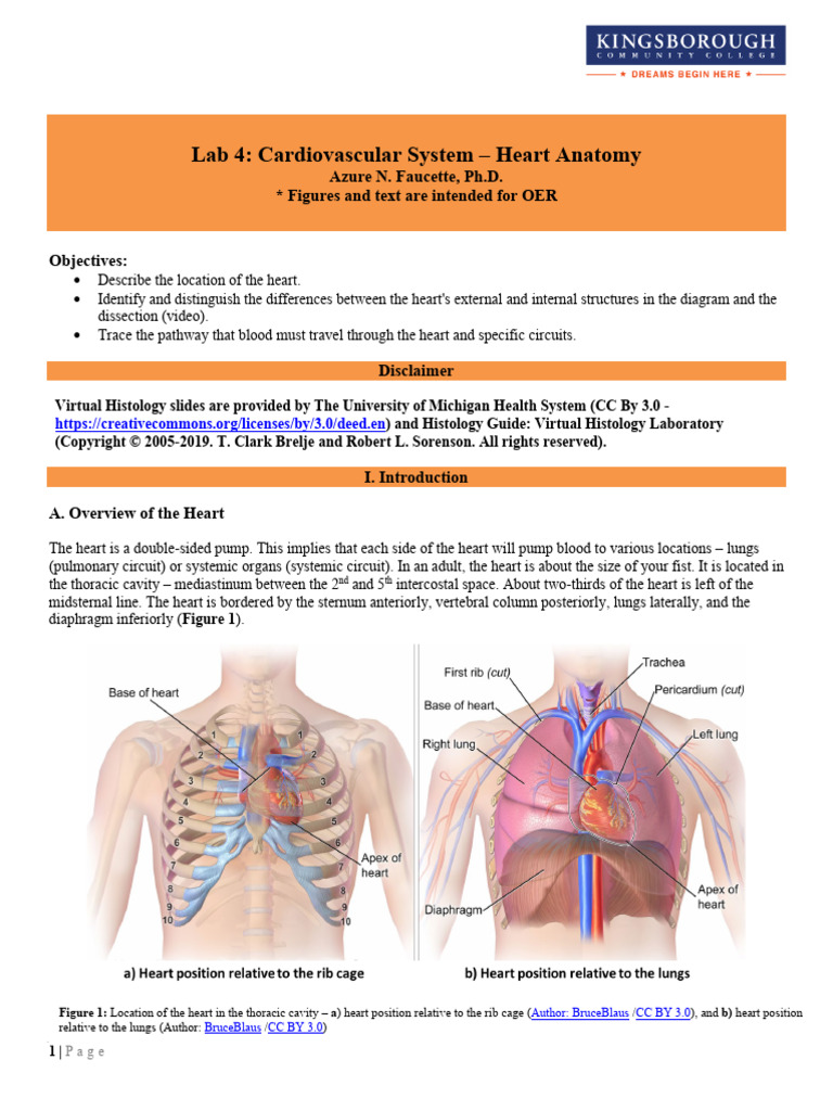 Lab 4 Cardiovascular System - Heart Anatomy Instructions New | PDF ...