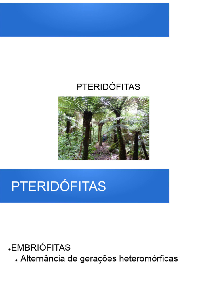 Estrutura e Reproduçã das Pteridófitas | PDF | Plantas | Raiz