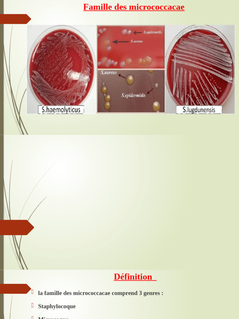 Micrococcaceae : Genres et Pathogénicité | PDF | Staphylococcus ...