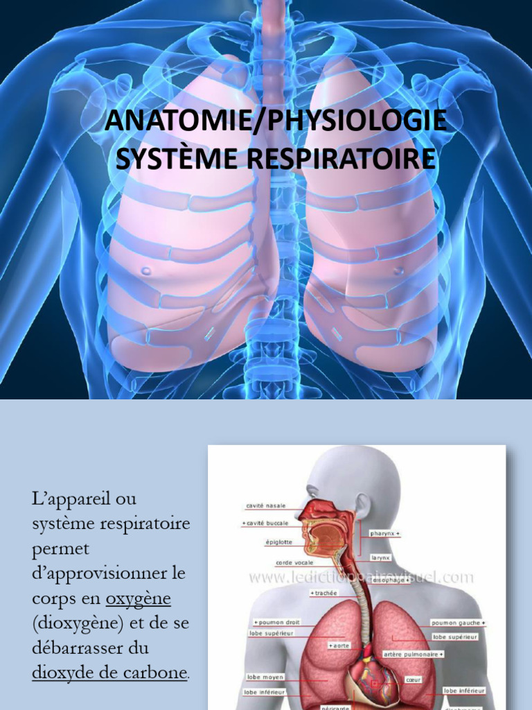 Anatomie du Système Respiratoire | PDF | Poumon | Respiration