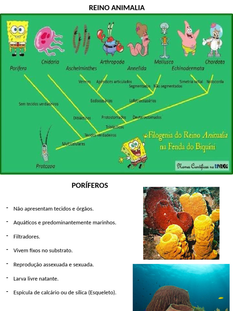 Classificação do Reino Animalia | PDF | Moluscos | Insetos