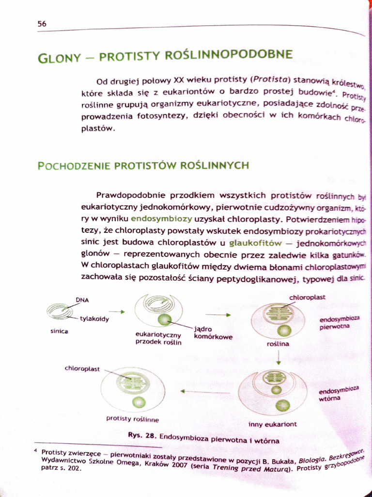 Protisty Roślinne I Glony Bukała Teoria | PDF