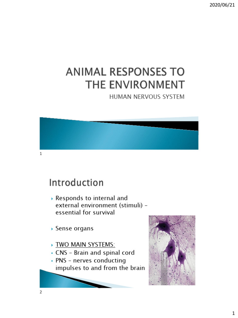 Animal Responses to the Environment (vs) | PDF | Nerve | Axon