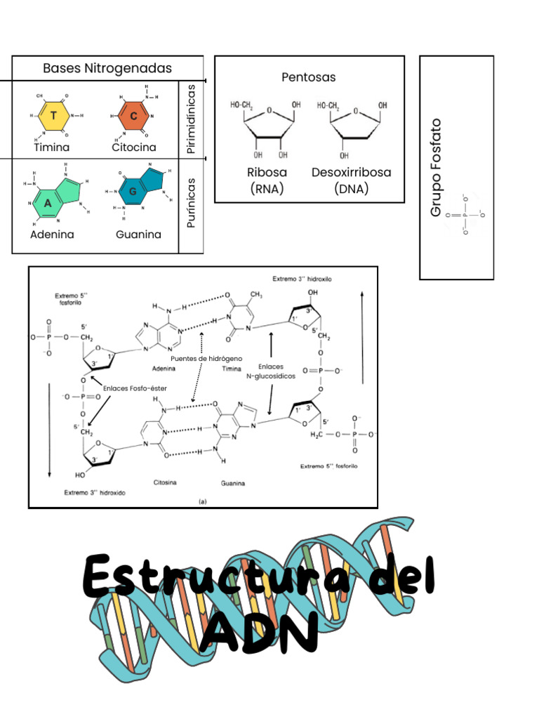 Bases Nitrogenadas | PDF