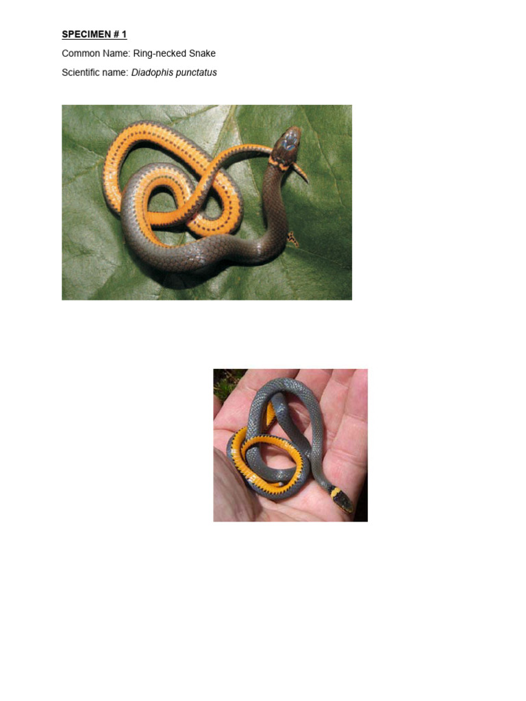 Common Snake Species Overview | PDF