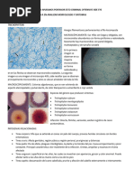 Piedraia Hortae | PDF | Hongo | Infección