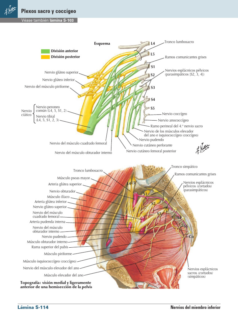 Plexo Coccigeo | PDF | Sistema nervioso | Neuroanatomía